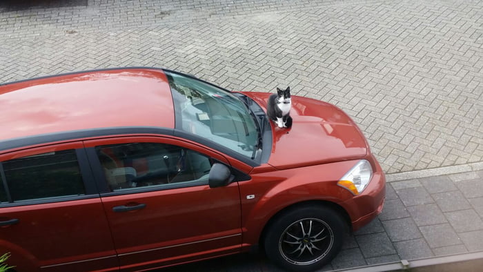 Why are cats like this on my car? - 9GAG
