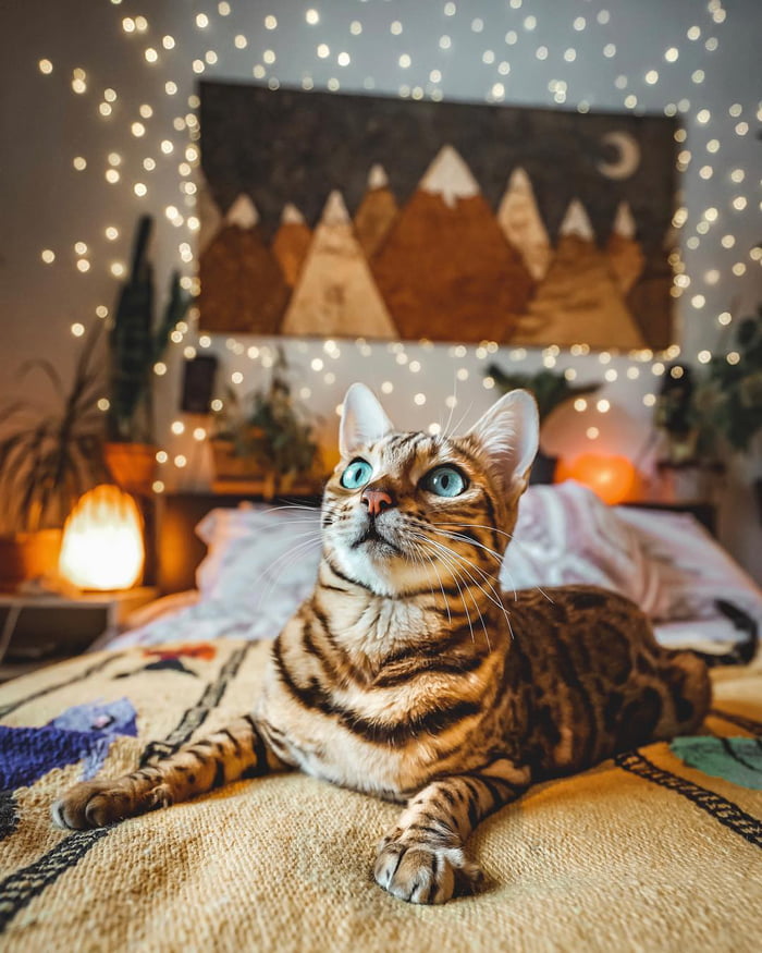 Prettiest Kitty I Love Funny Things