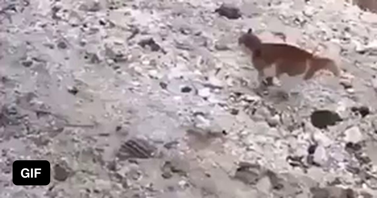 A crazy cat !! - 9GAG