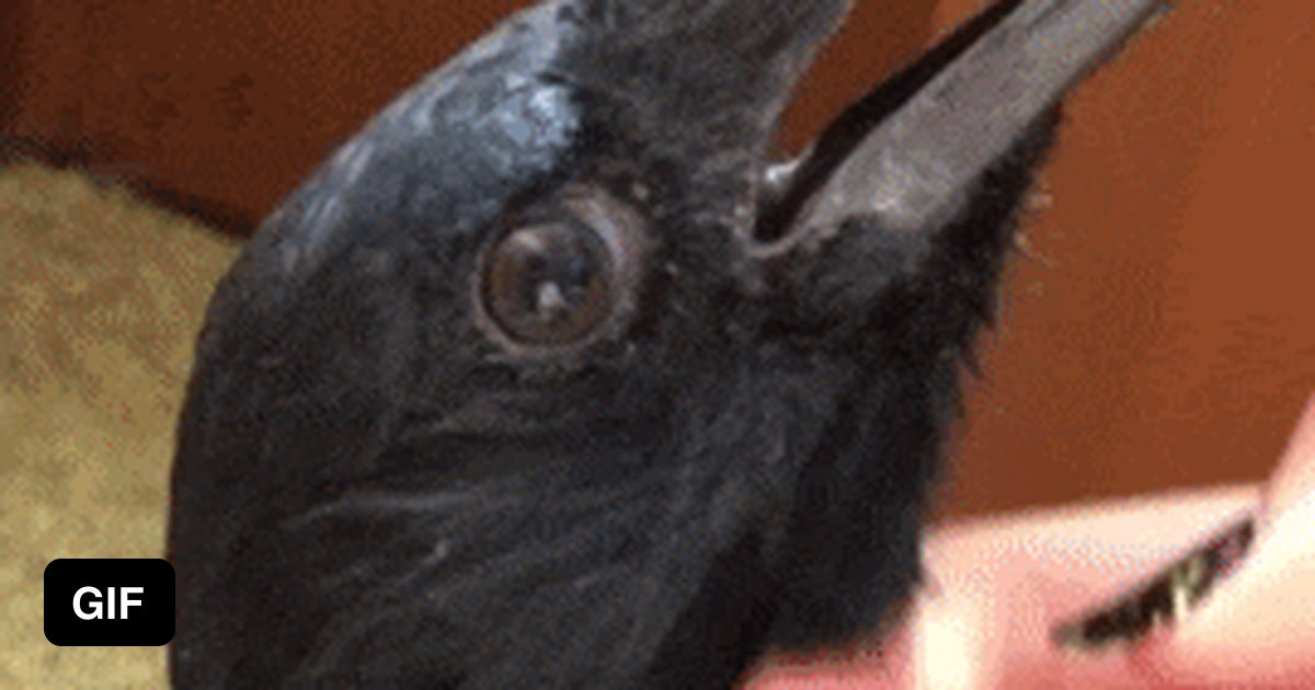 A crow's ear - 9GAG