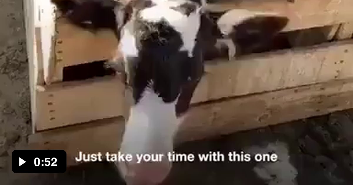 Goddammit Chug! - 9GAG