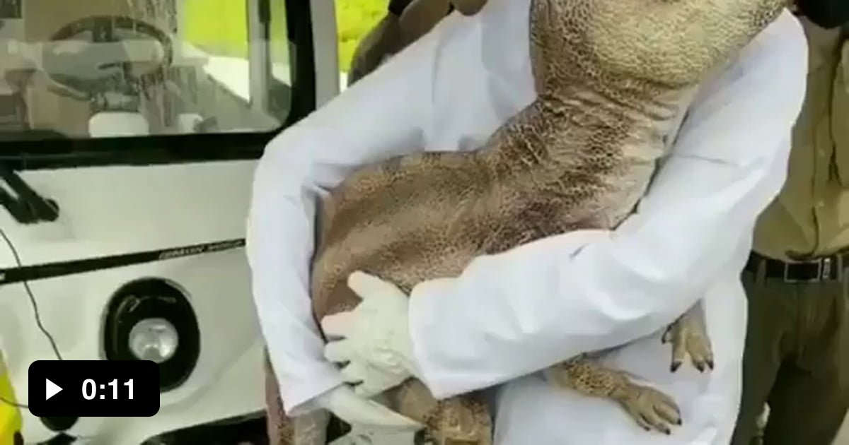 Hyper-realistic animatronic dinosaur - 9GAG