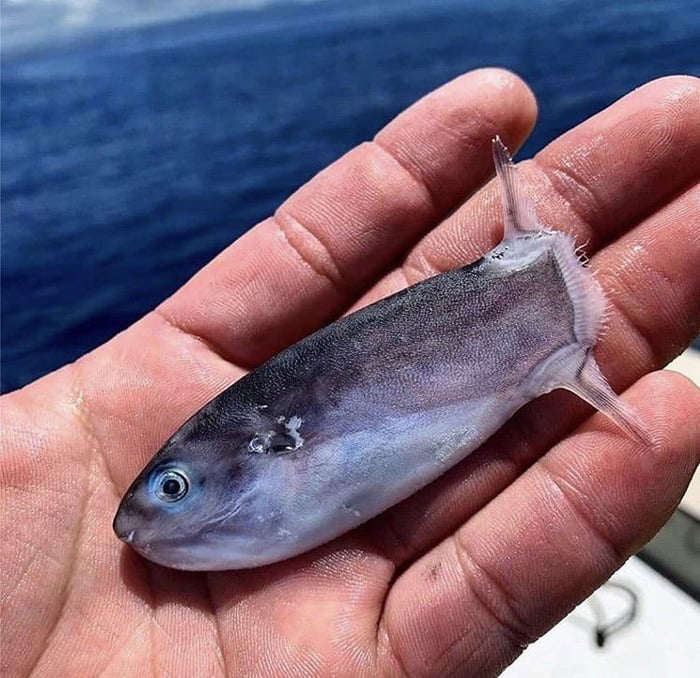 To put in perspective an adult sunfish are the largest bony fish in the ...