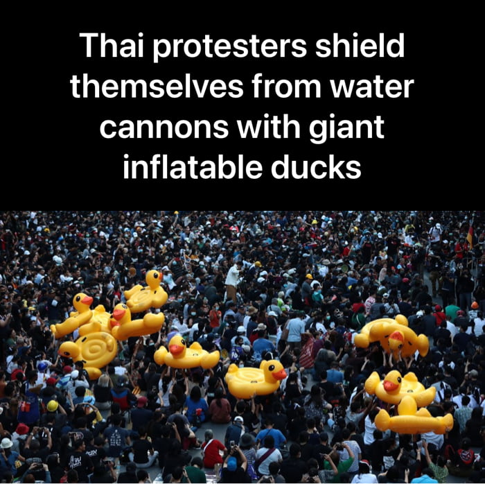Ducks for democracy ! - 9GAG