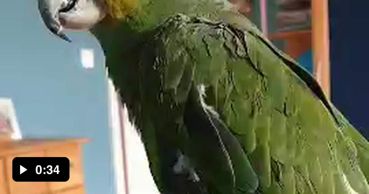 Stanley the parrot is getting scratched - 9GAG
