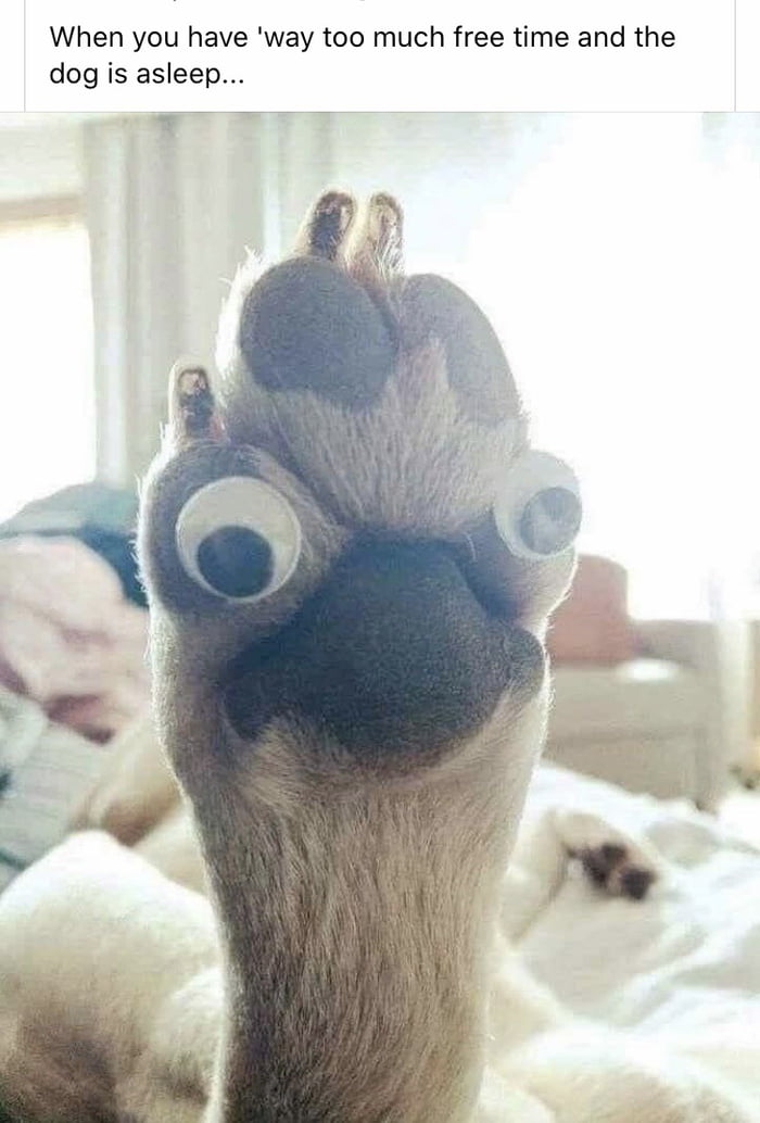 And now you have a derpy ostrich - 9GAG