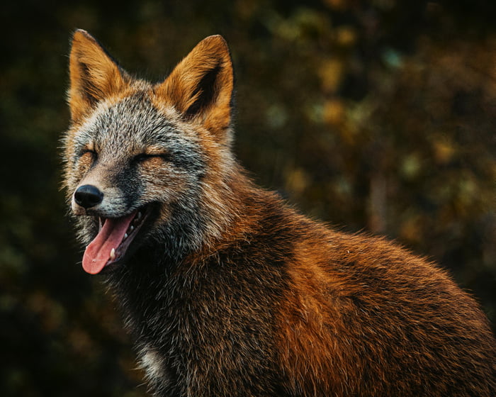 Smiling Cross Fox - 9GAG