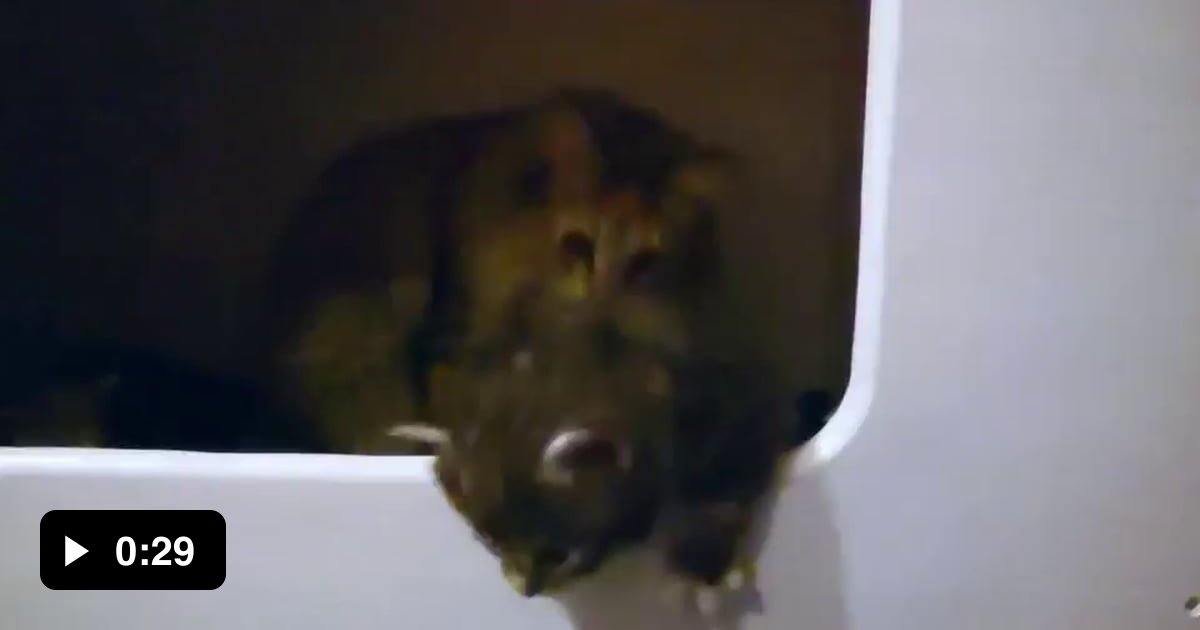 Overly Dramatic Kitten - 9GAG