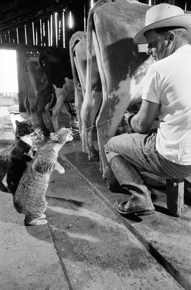 Cats Catching Squirts Of Milk During Milking At A Dairy Farm In California 1954 9gag