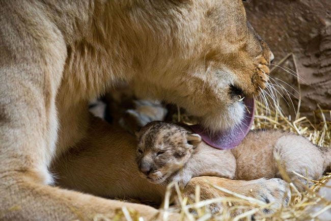 Trivia Monday: Is it true that lion cubs are born blind? - 9GAG