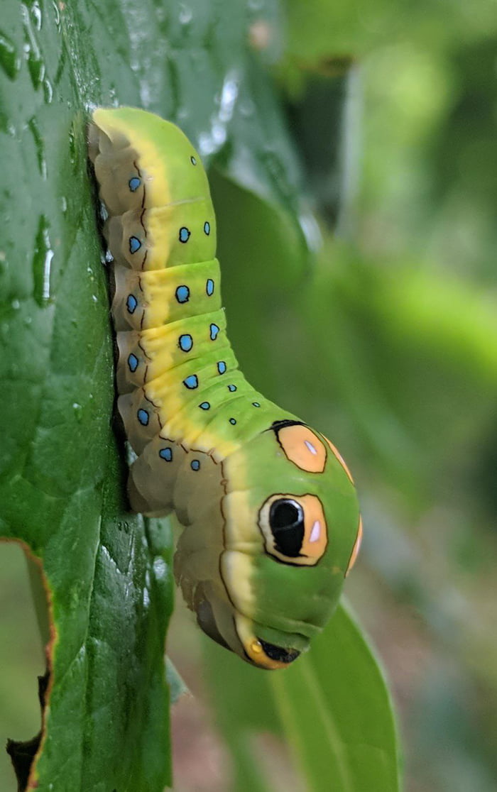 The Swallowtail caterpillar. Real life Caterpie. - 9GAG