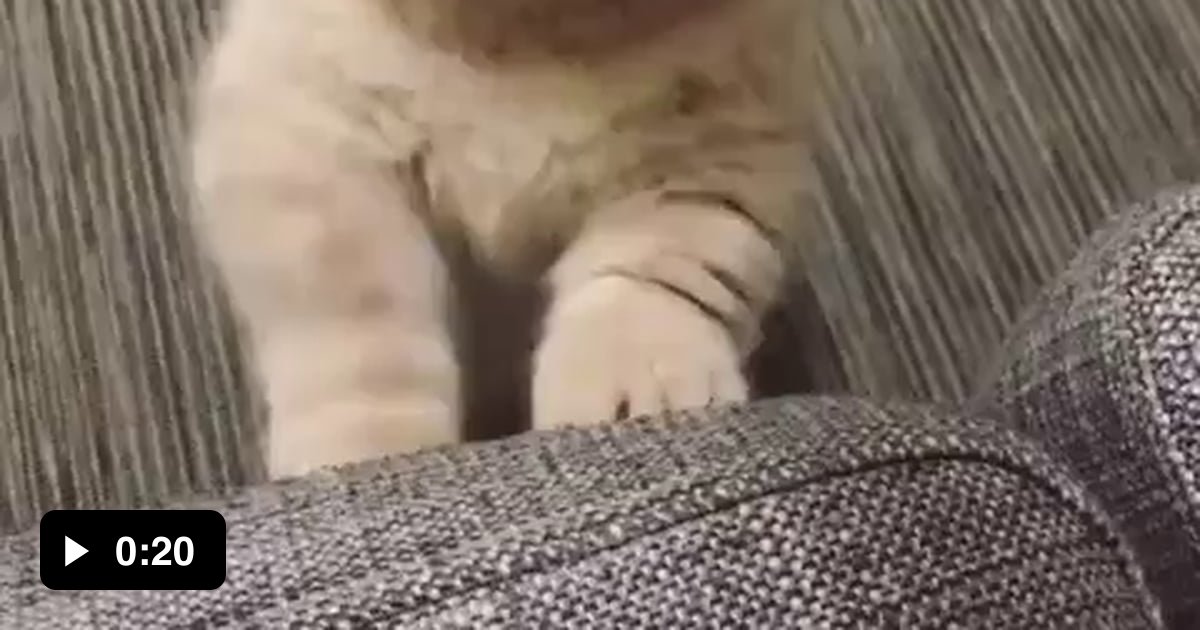 Gief me hooman - 9GAG