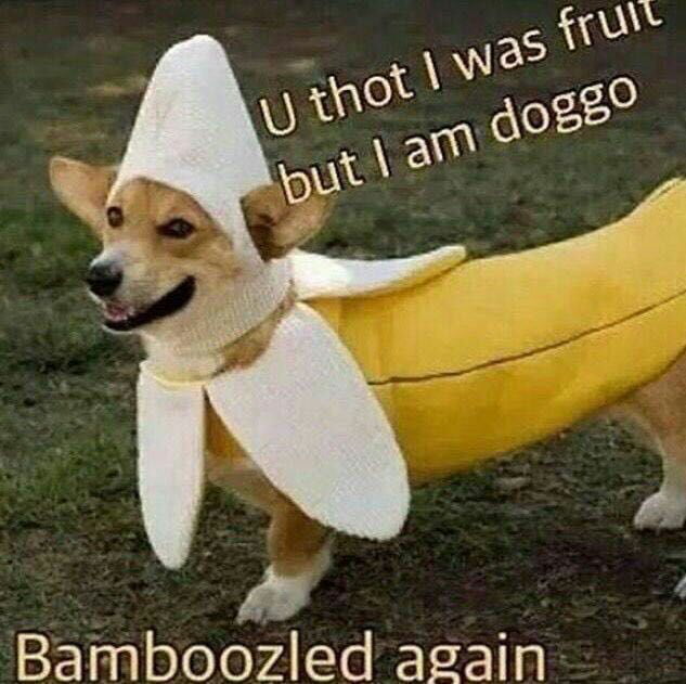 Get heckin bamboozled - 9GAG