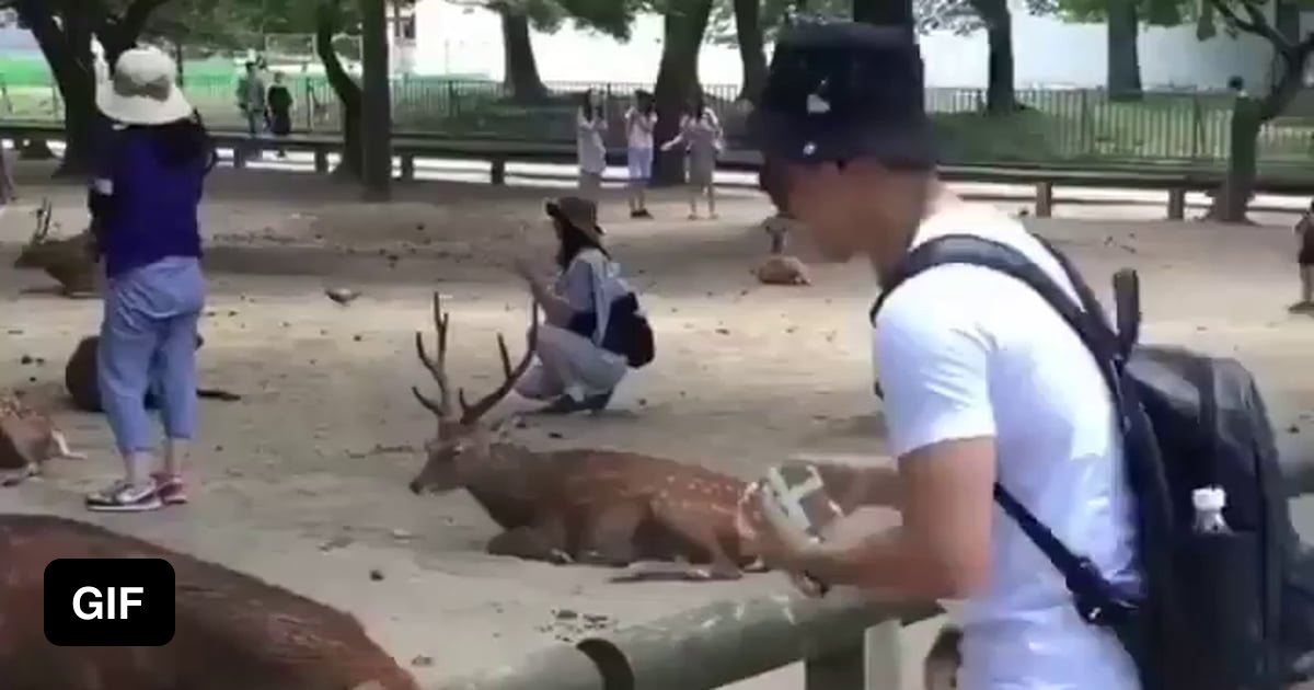 Japanese deer is so polite - 9GAG