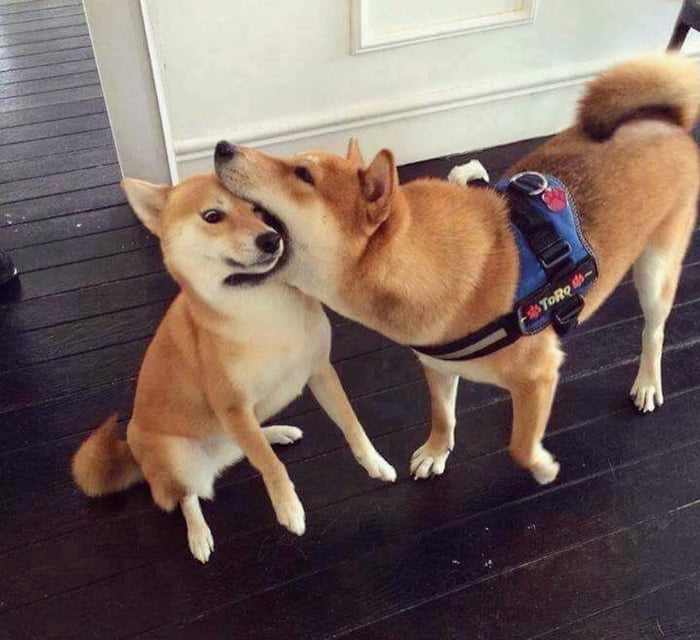 Stop fren, doggo want halp pls - 9GAG