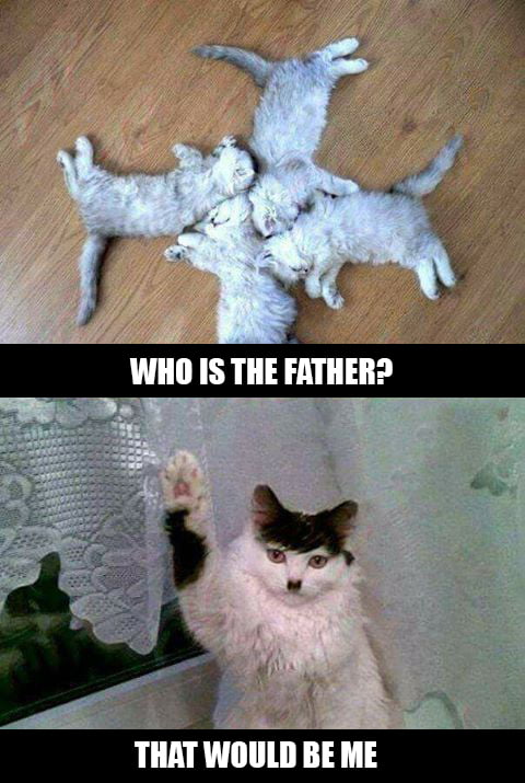 Sieg Meow! - 9GAG