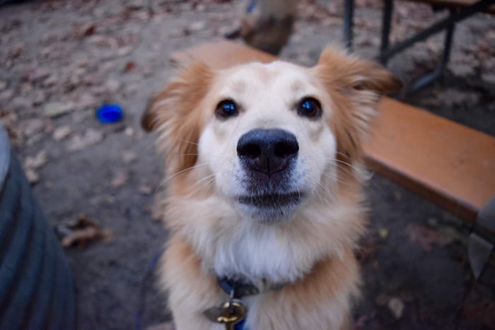Fluffo doggo can’t contain blep of excitement - 9GAG