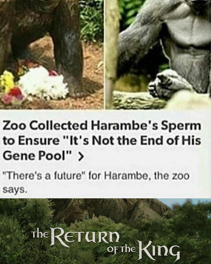 Baby harambe - 9GAG