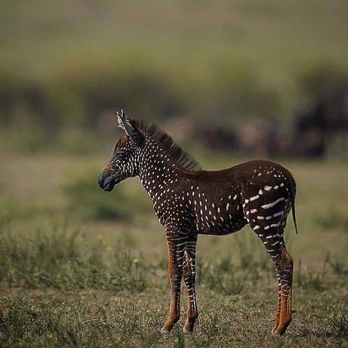 Zebra with a rare skin condition - 9GAG