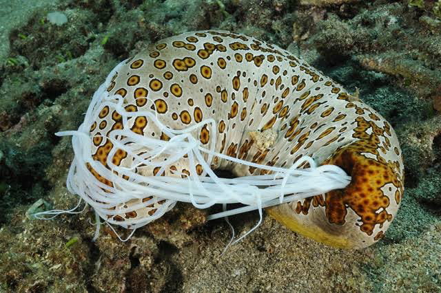 This sea cucumber expelling its guts to scare off predators. It's ...