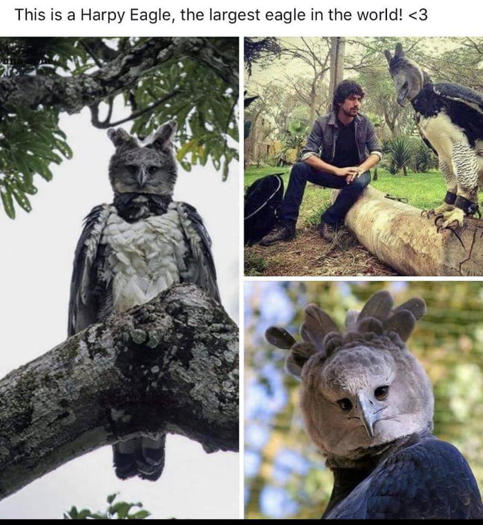 The most terrifying bird - 9GAG