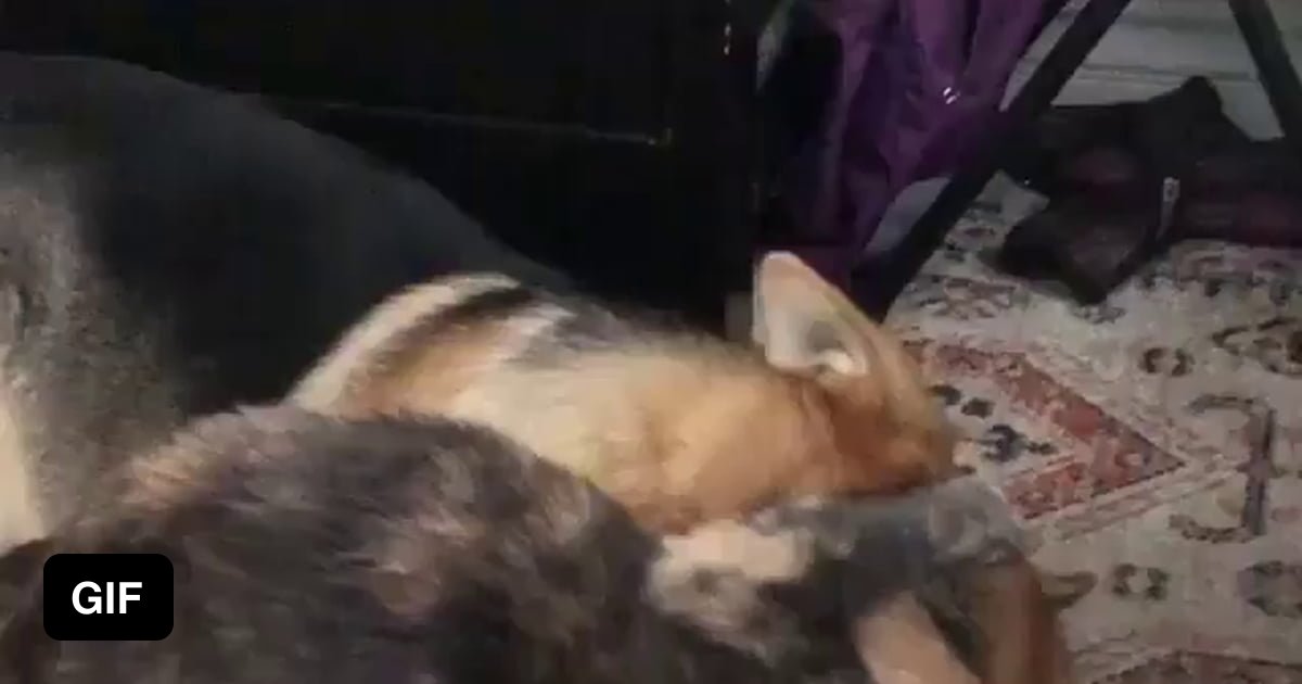Cat practicing their wrestling moves on a poor pupper - 9GAG