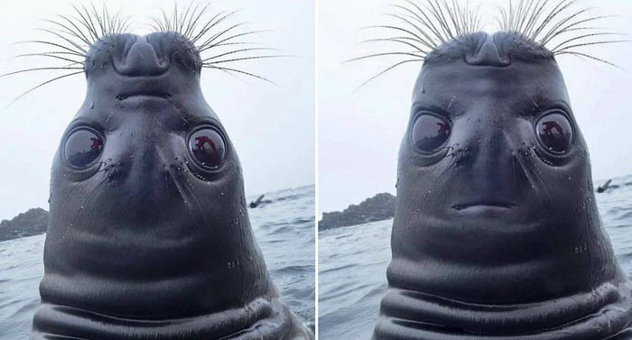 Before and after Photoshop, it's a trap ! - 9GAG