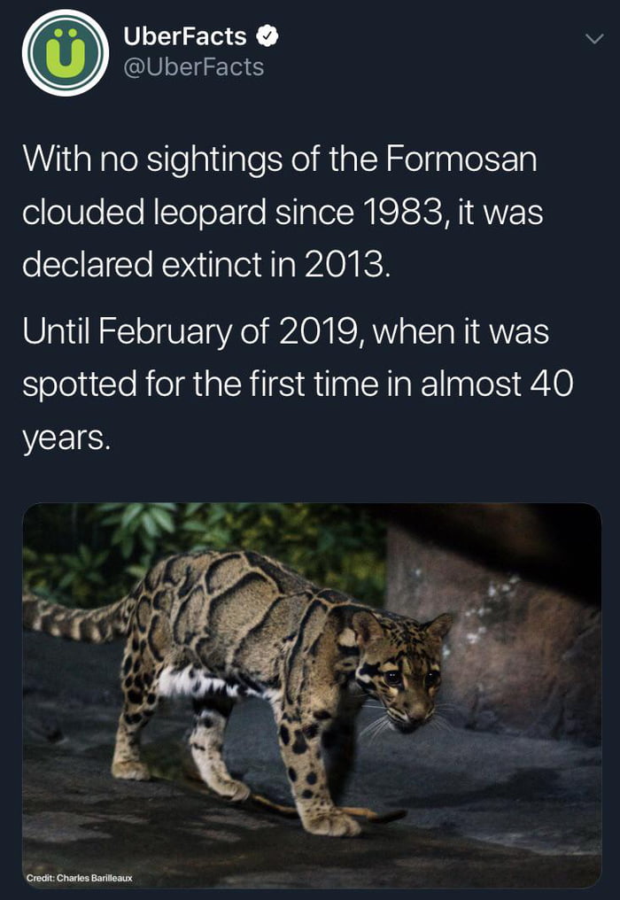 Formosan Clouded Leopard - 9GAG