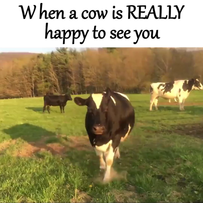 Happy playful cow - 9GAG