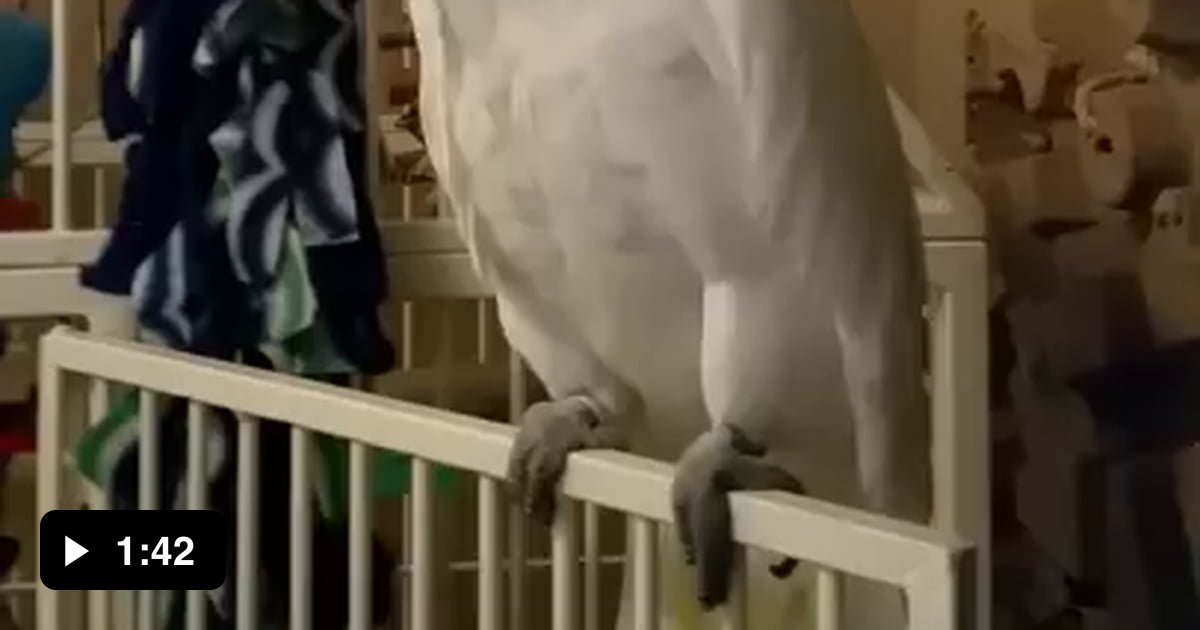 Rock out with your cockatoo out. - 9GAG