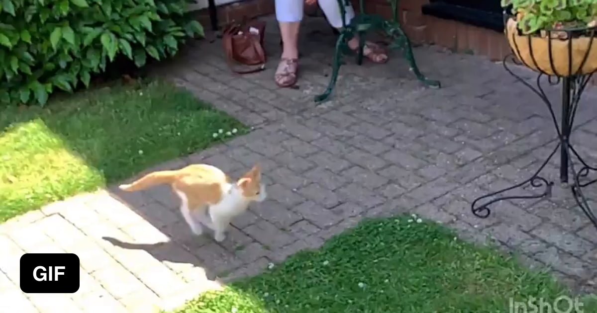 The slow motion double cat jump - 9GAG