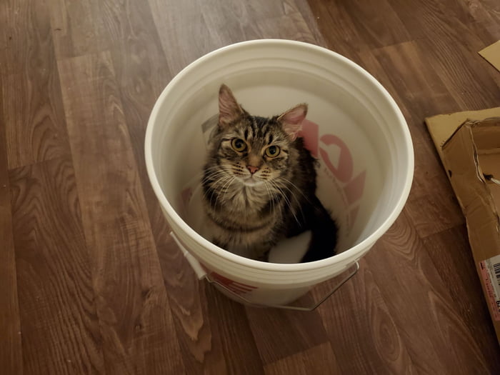 Got a new bucket. Cat approves. - 9GAG