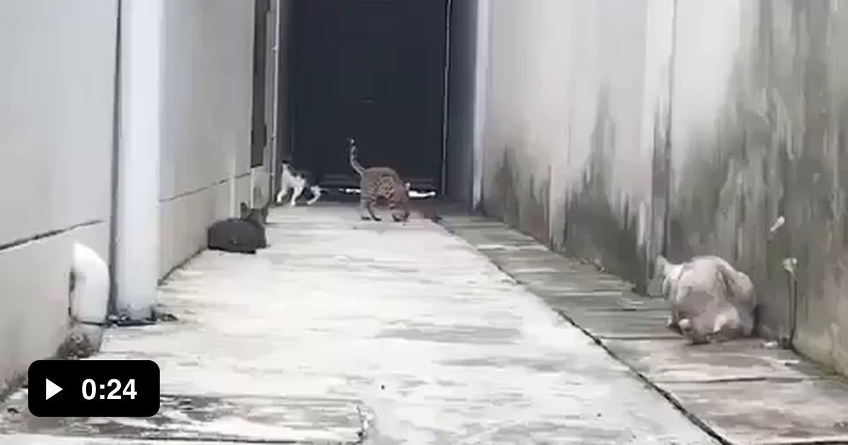 A cat passing through an alley. - 9GAG