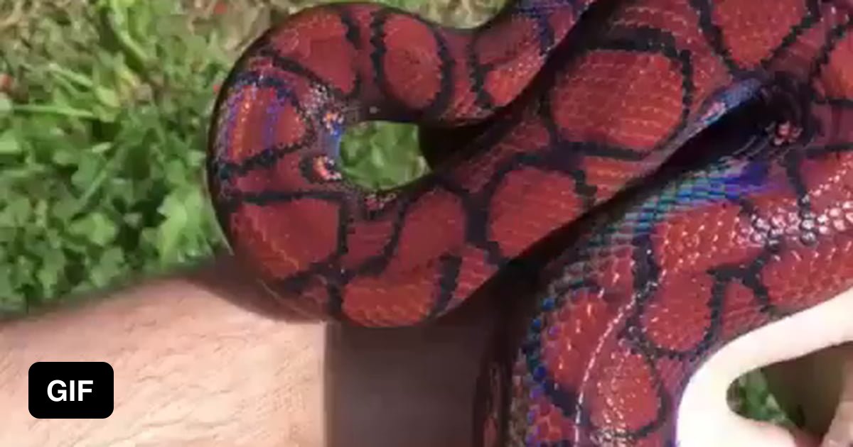 Rainbow boa. - 9GAG
