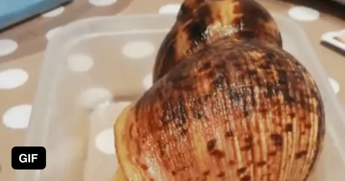 Giant snail eating baby food - 9GAG