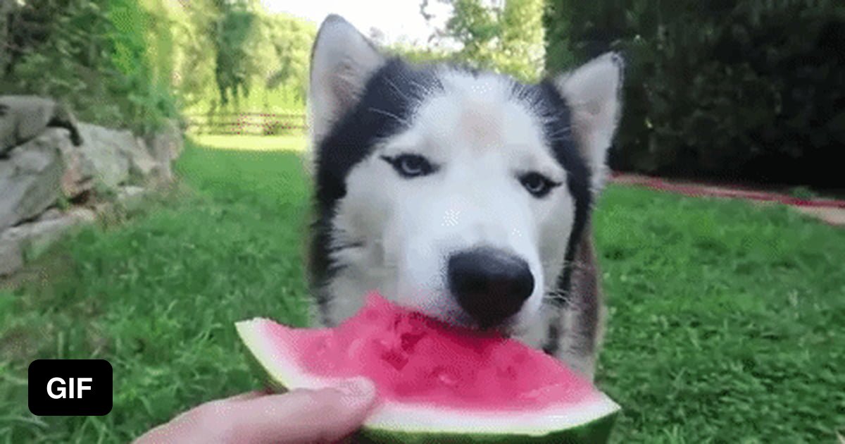 Husky enjoys some watermelon - 9GAG