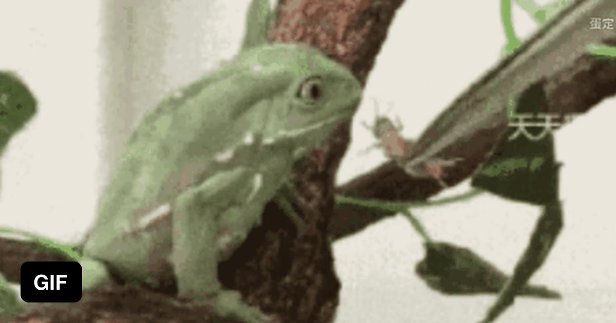 Feeding a frog - 9GAG