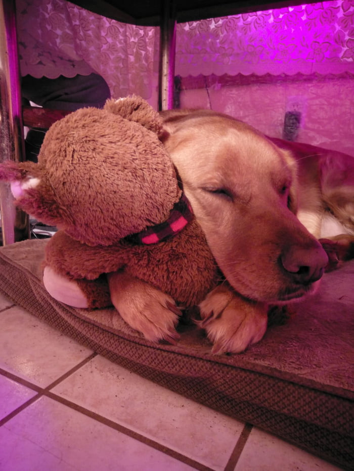 A Doggo and his Bear - 9GAG