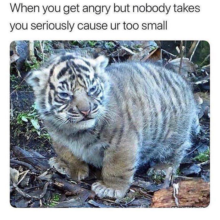 I'm not cute, I'm deadly!!! - 9GAG