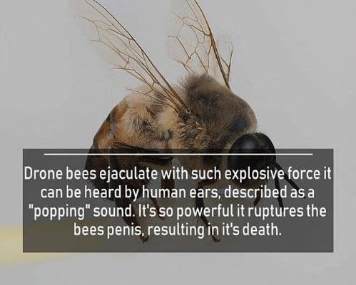 Drone bees explosive peen :O - 9GAG