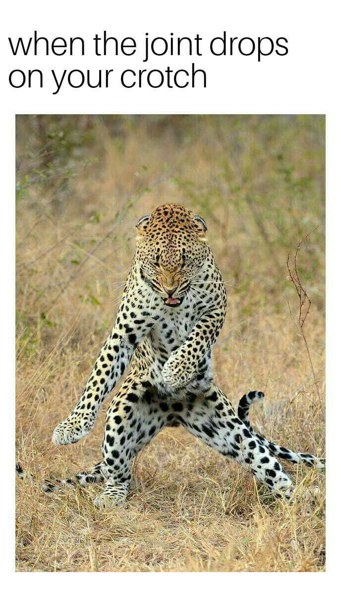 The f**k did it go - 9GAG