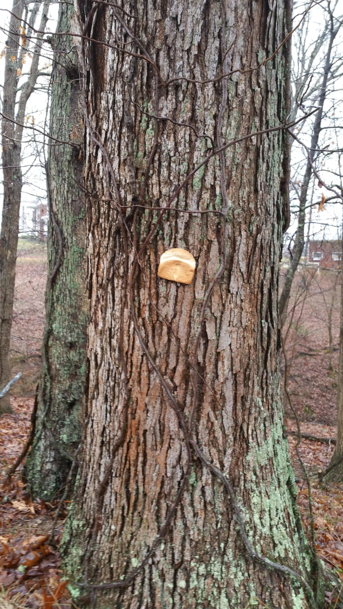 Bread stapled to trees - 9GAG