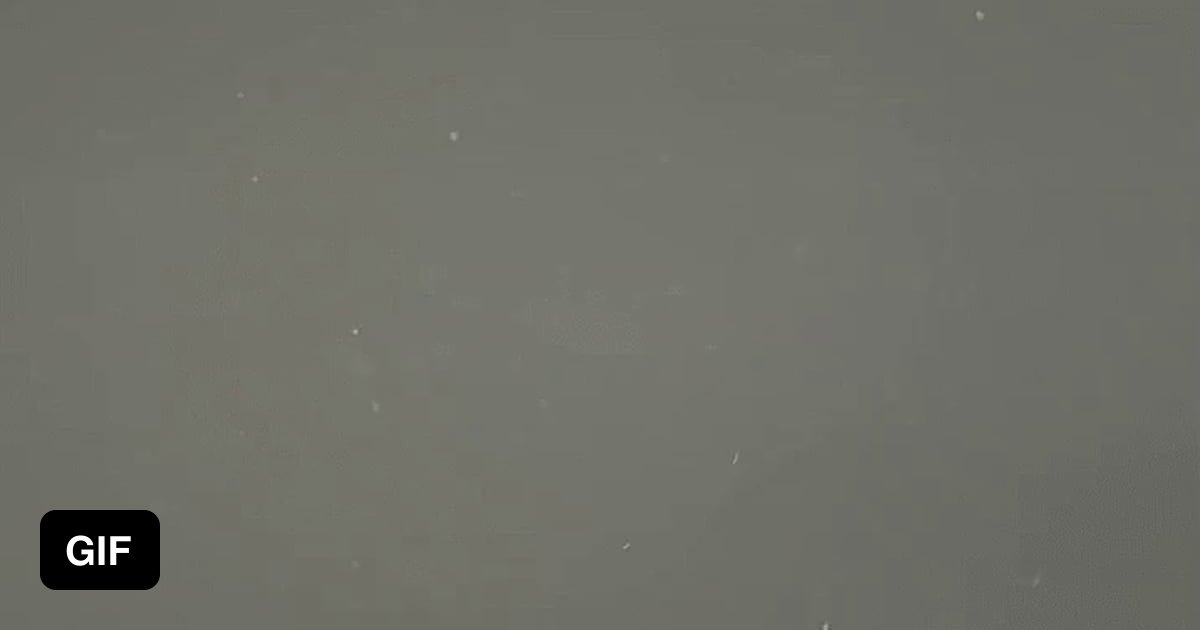 Animal penesis size comparisons. - 9GAG