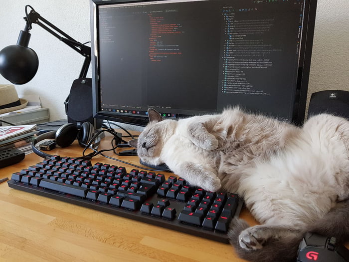 When the cat helps you coding - 9GAG