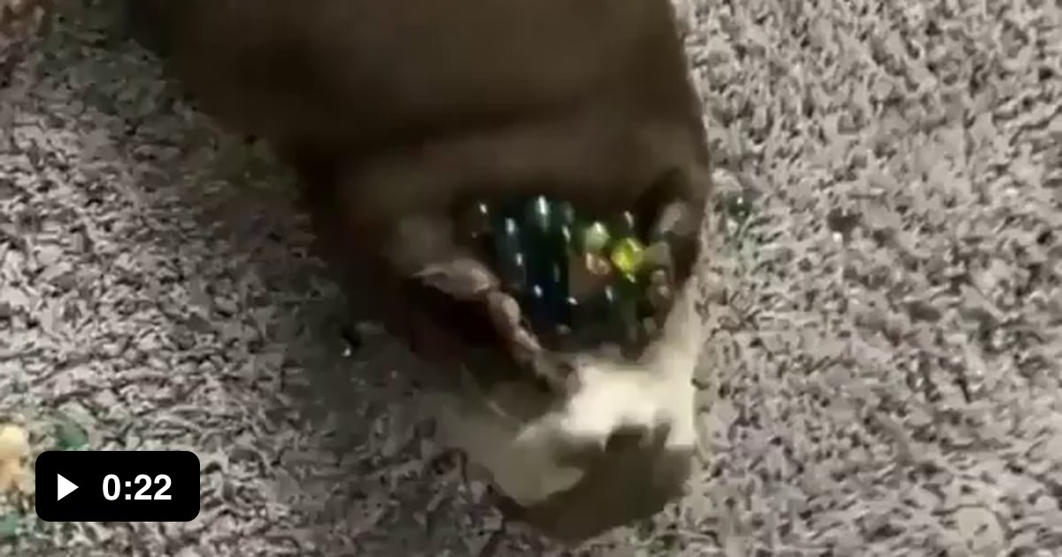An otter who likes playing with marbles - 9GAG