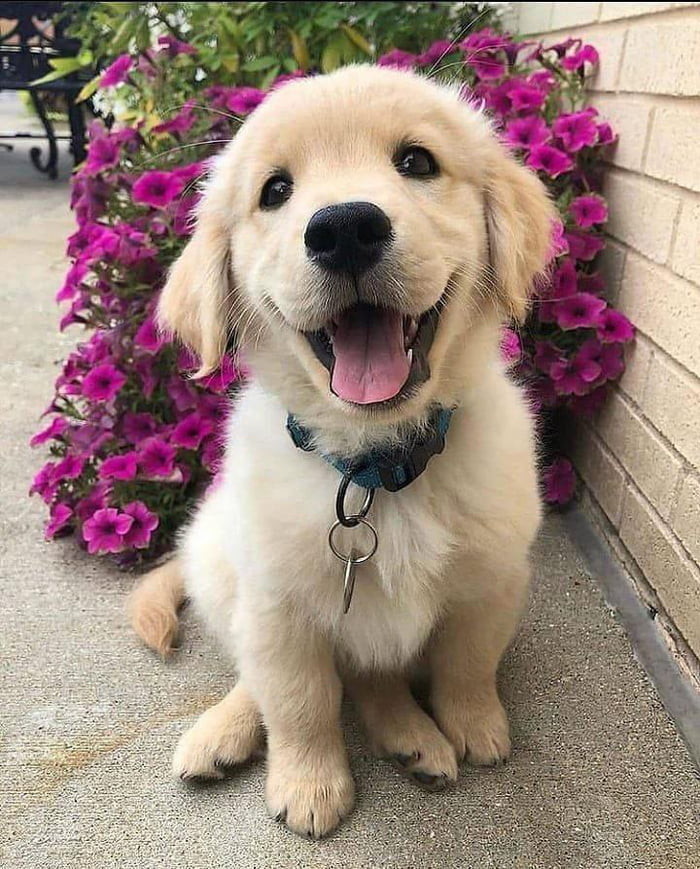 Very happy puppy - 9GAG