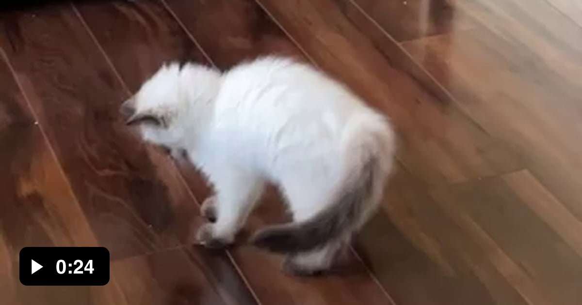 She was chasing the floor today… - 9GAG