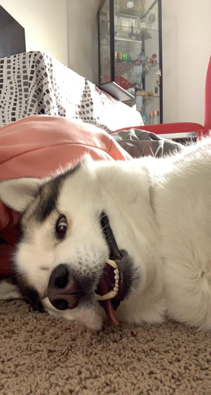 The usual husky face - teeth baring, tongue hanging out - 9GAG