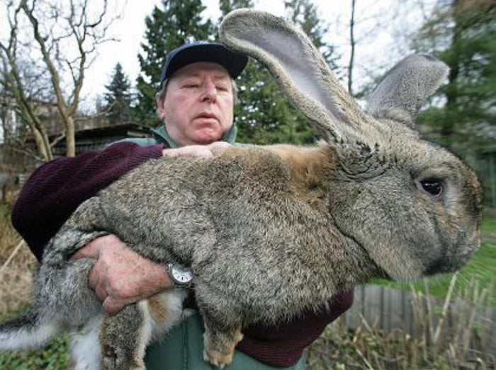 Real Life Big Chungus - 9GAG