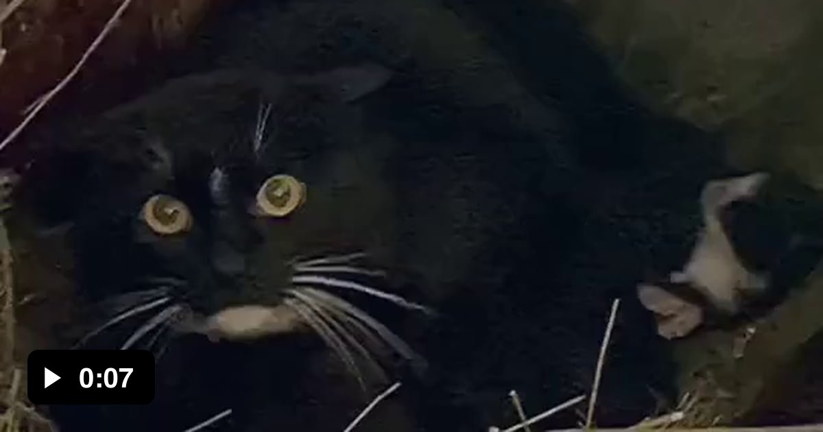 I hissss on you - 9GAG